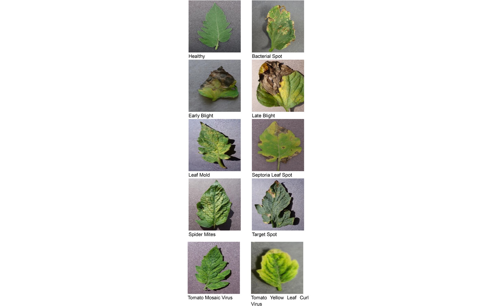Detecting Tomato Plant Diseases Using Advanced Image Analysis Techniques Detecting Tomato Plant Diseases Using Advanced Image Analysis Techniques